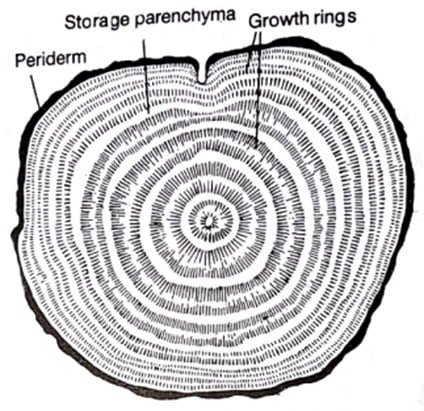 Anomalous Secondary Growth in Beetroot | EasyBiologyClass