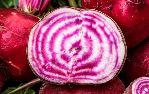 Anomalous Secondary Growth in Beetroot | EasyBiologyClass