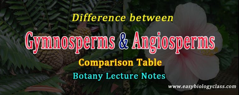 Q1 Difference Between Angiosperms And Gymnosperms Q2