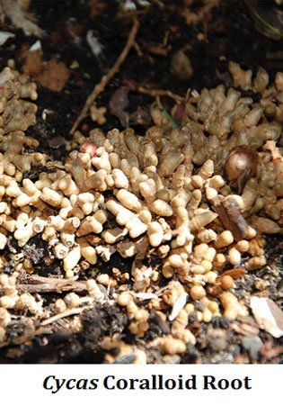 Morphology of Cycas | EasyBiologyClass