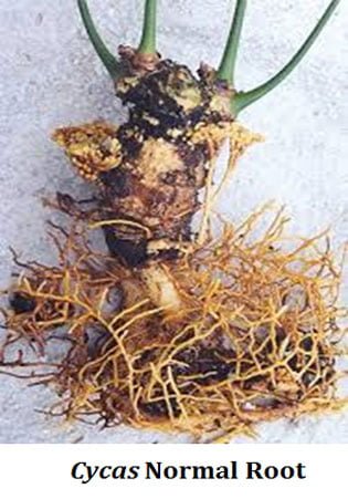 Difference between Normal Root and Coralloid Root | EasyBiologyClass