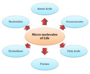Molecular Evolution: Modern Theory of Origin of Life | Easy Biology Class