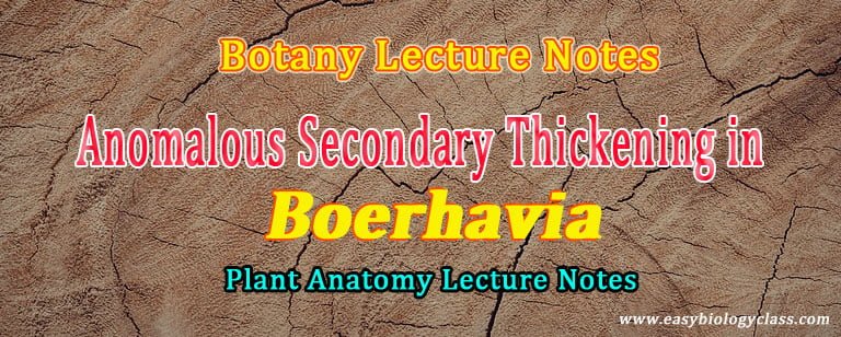 Anomalous Secondary Growth in Boerhaavia | EasyBiologyClass