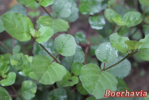 Anomalous Secondary Growth in Boerhaavia | EasyBiologyClass