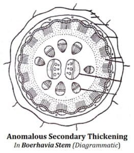 Anomalous Secondary Growth in Boerhaavia | EasyBiologyClass