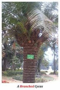 Morphology of Cycas | EasyBiologyClass