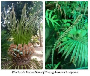 Morphology of Cycas | EasyBiologyClass