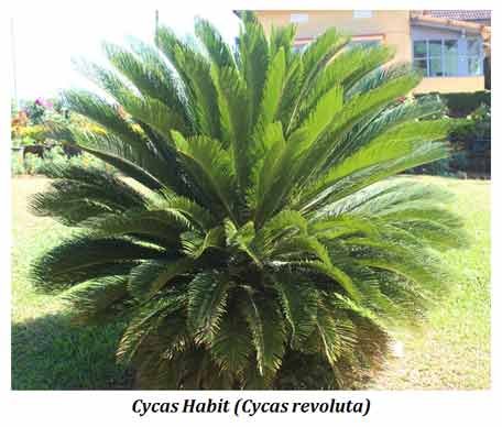 Morphology of Cycas | EasyBiologyClass