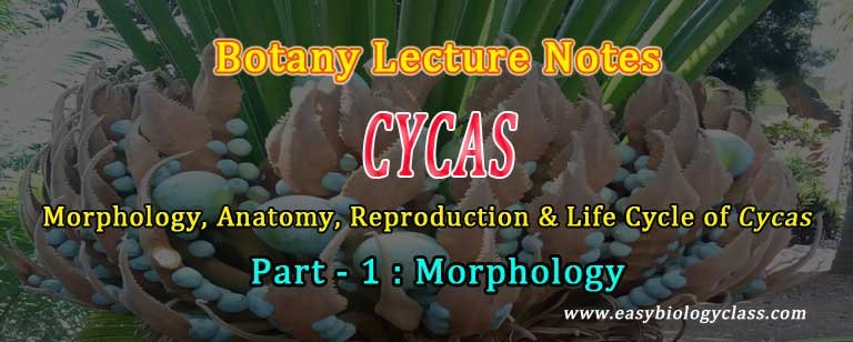 Morphology of Cycas | EasyBiologyClass