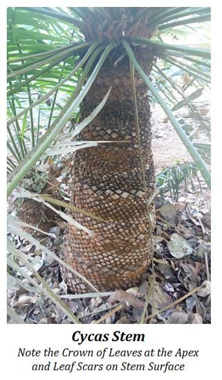 Morphology of Cycas | EasyBiologyClass