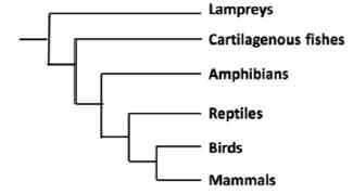 Phylogenetic Tree Multiple Choice Questions | EasyBiologyClass