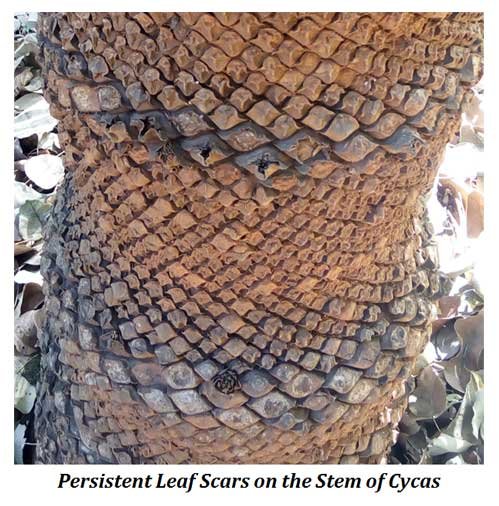 Morphology of Cycas | EasyBiologyClass