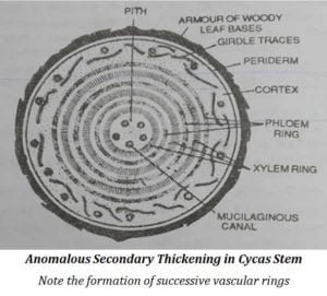 Anatomy of Cycas | EasyBiologyClass
