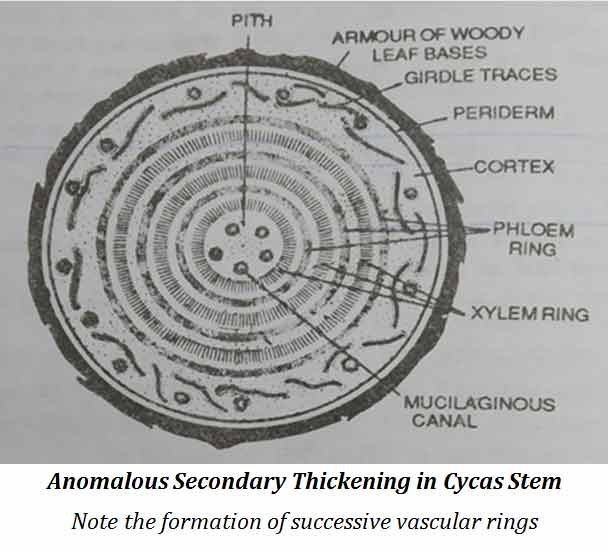Anatomy of Cycas | EasyBiologyClass
