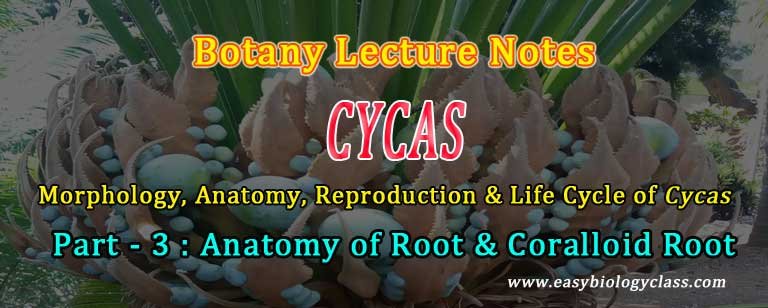 Cycas Coralloid Root Diagram | EasyBiologyClass