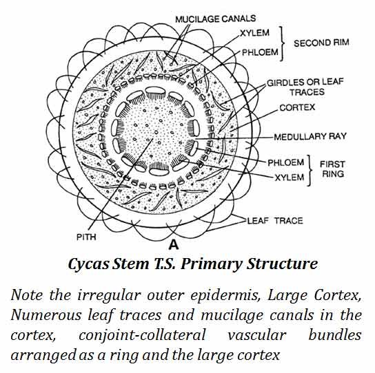 Anatomy of Cycas | EasyBiologyClass