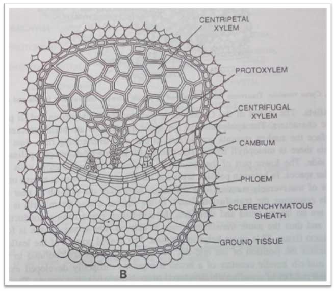 Cycas Leaflet Diagram | EasyBiologyClass