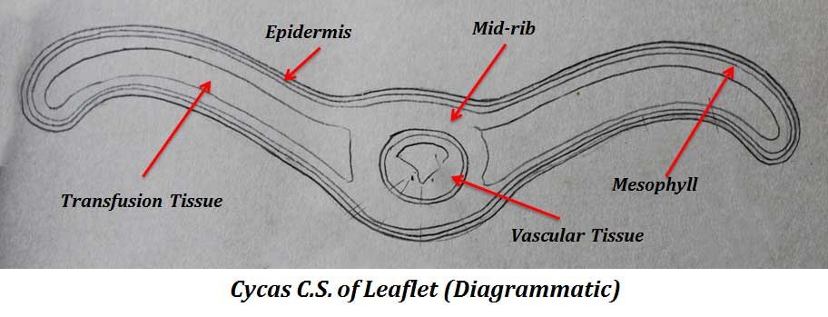 Cycas Leaflet Diagram | EasyBiologyClass