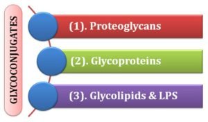 Glycoprotein vs Proteoglycan vs Glycolipid | EasyBiologyClass