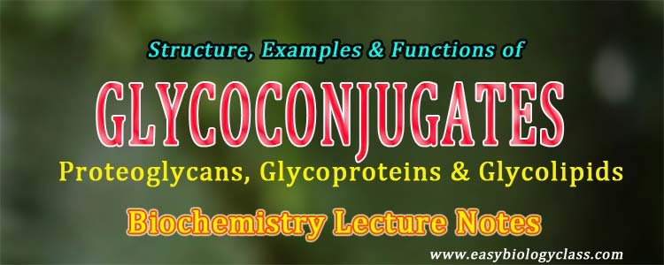Glycoprotein vs Proteoglycan vs Glycolipid | EasyBiologyClass
