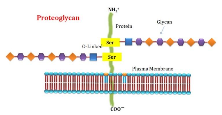 Glycoprotein vs Proteoglycan vs Glycolipid | EasyBiologyClass
