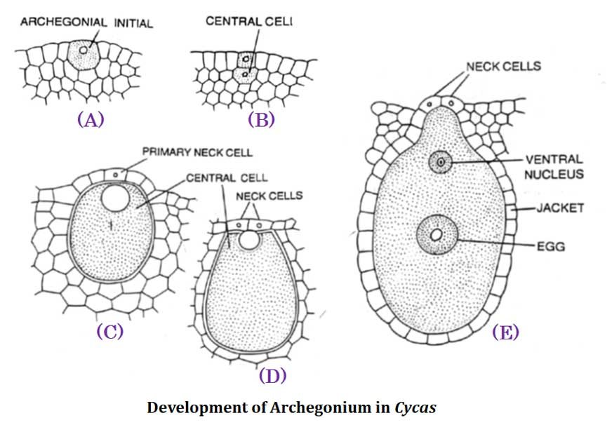 Formation-of-archegonia-in-cycas | EasyBiologyClass