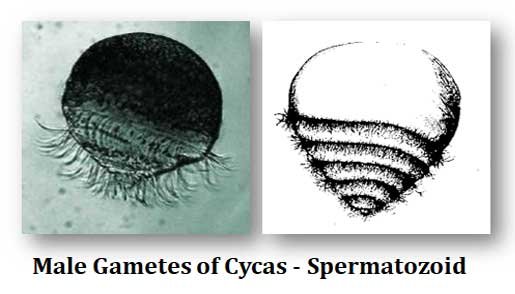 Development of Male and Female Gametophyte and Archegonia in Cycas ...
