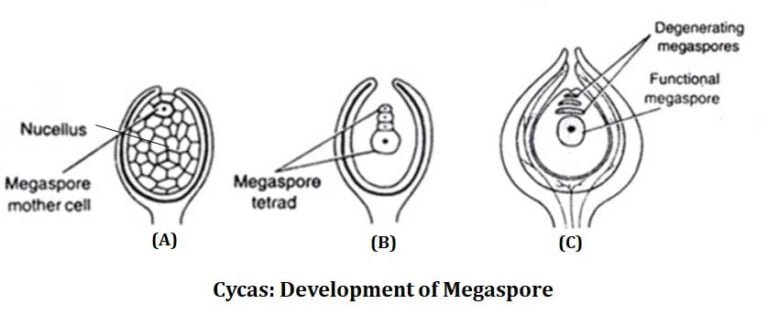 Cycas Female Cone | EasyBiologyClass