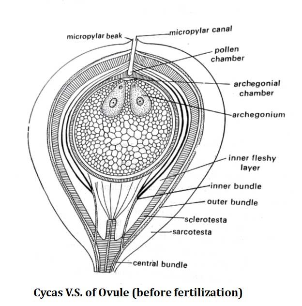 Cycas Diagram