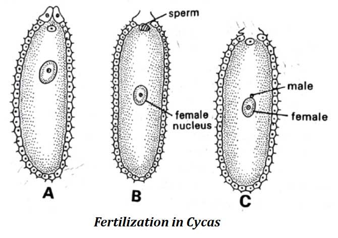 Life Cycle of Cycas | EasyBiologyClass