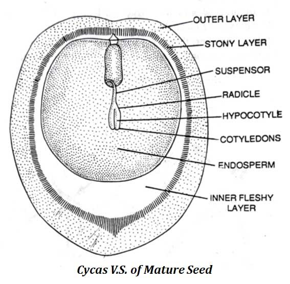 Life Cycle of Cycas | EasyBiologyClass