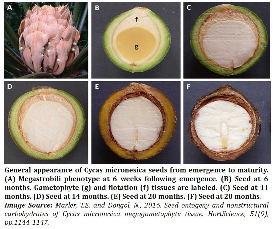Life Cycle of Cycas | EasyBiologyClass