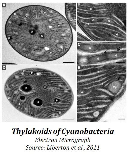 Thylakoid Membrane Cyanobacteria