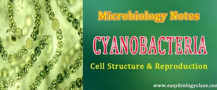 Difference between Cyanobacteria and Bacteria | EasyBiologyClass