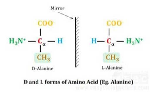 D And L Forms Of Amino Acids Easybiologyclass
