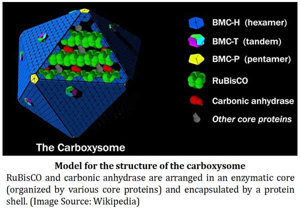 Carboxysomes | EasyBiologyClass
