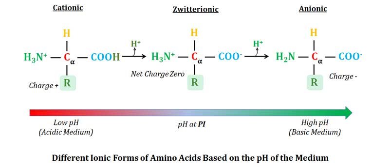 Amino Acid: Structure and Functions (Biochemistry Short Notes ...