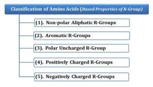 Classification of Amino Acids in Biochemistry | EasyBiologyClass