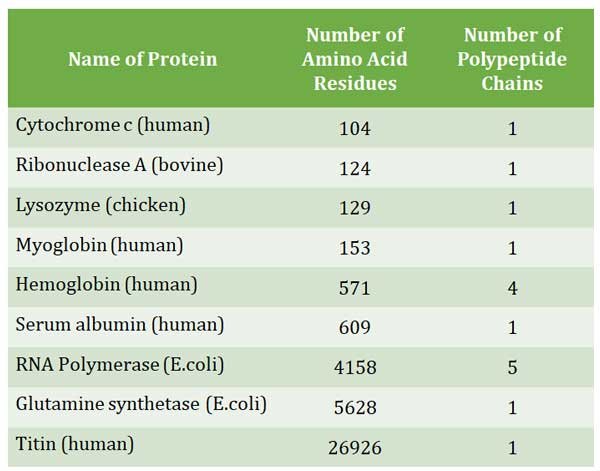 Formation and Characteristics of Peptide Bond in Proteins ...