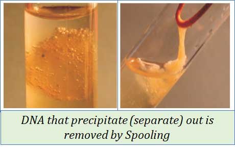 Biotechnology Principles and Processes Class 12 | EasyBiologyClass