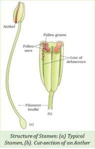 Plus Two Botany Notes Sexual Reproduction in Flowering Plants ...