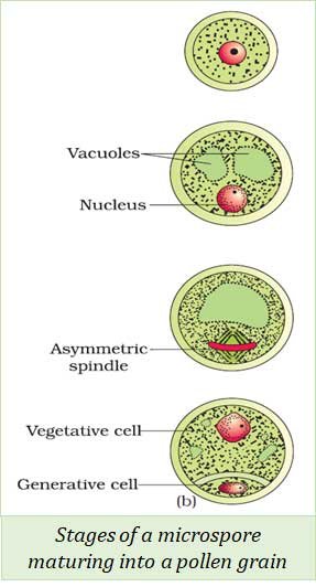 Plus Two Botany Notes Sexual Reproduction in Flowering Plants ...