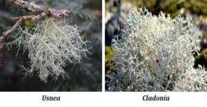 Economic Importance of Lichens | EasyBiologyClass