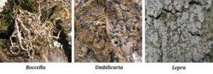 Economic Importance of Lichens | EasyBiologyClass