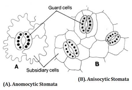 Classification of Stomata | EasyBiologyClass