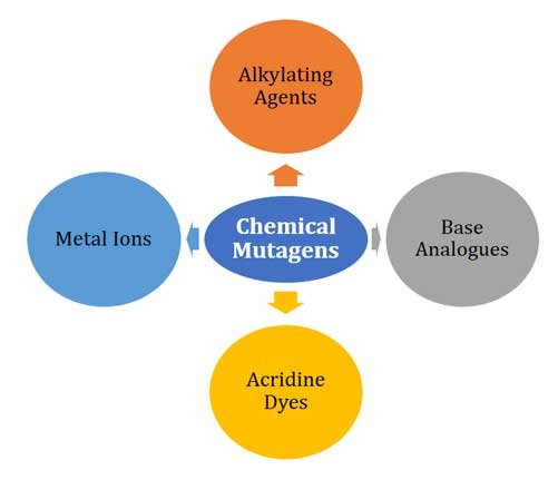 Physical and Chemical Mutagens | EasyBiologyClass