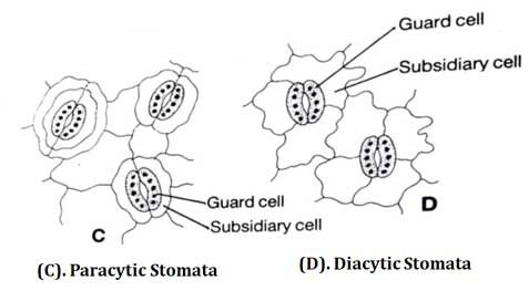 Classification of Stomata | EasyBiologyClass