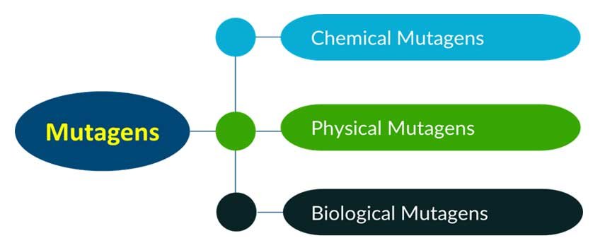 Physical and Chemical Mutagens | EasyBiologyClass