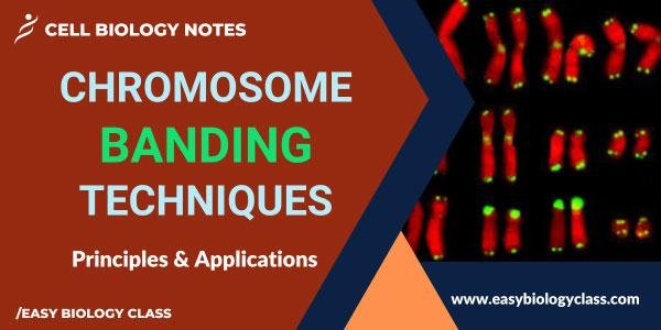 Chromosome Banding Techniques | EasyBiologyClass