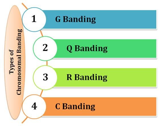 Chromosome Banding Techniques | EasyBiologyClass